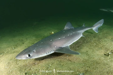 Spiny Dogfish