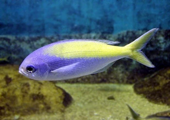Yellowtail Blue Snapper | NatureRules1 Wiki | Fandom