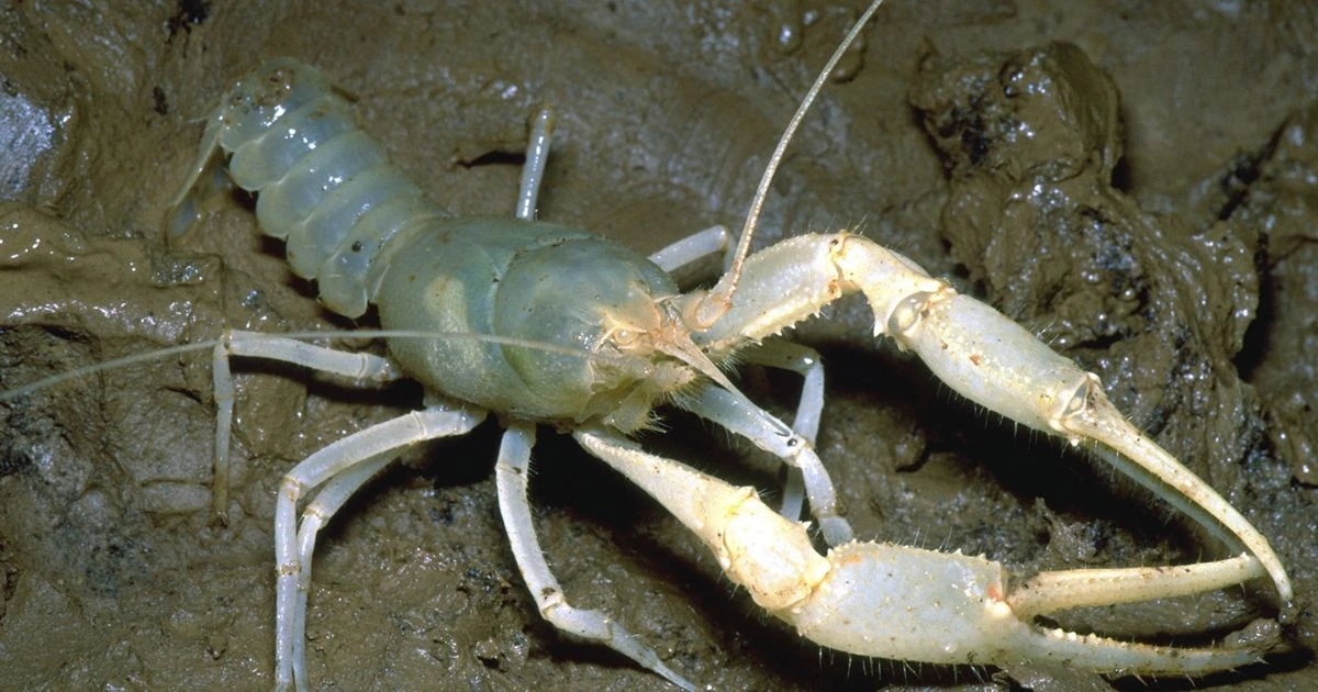 Cave Crayfish | NatureRules1 Wiki | Fandom
