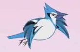 Blue Jay | NatureRules1 Wiki | Fandom