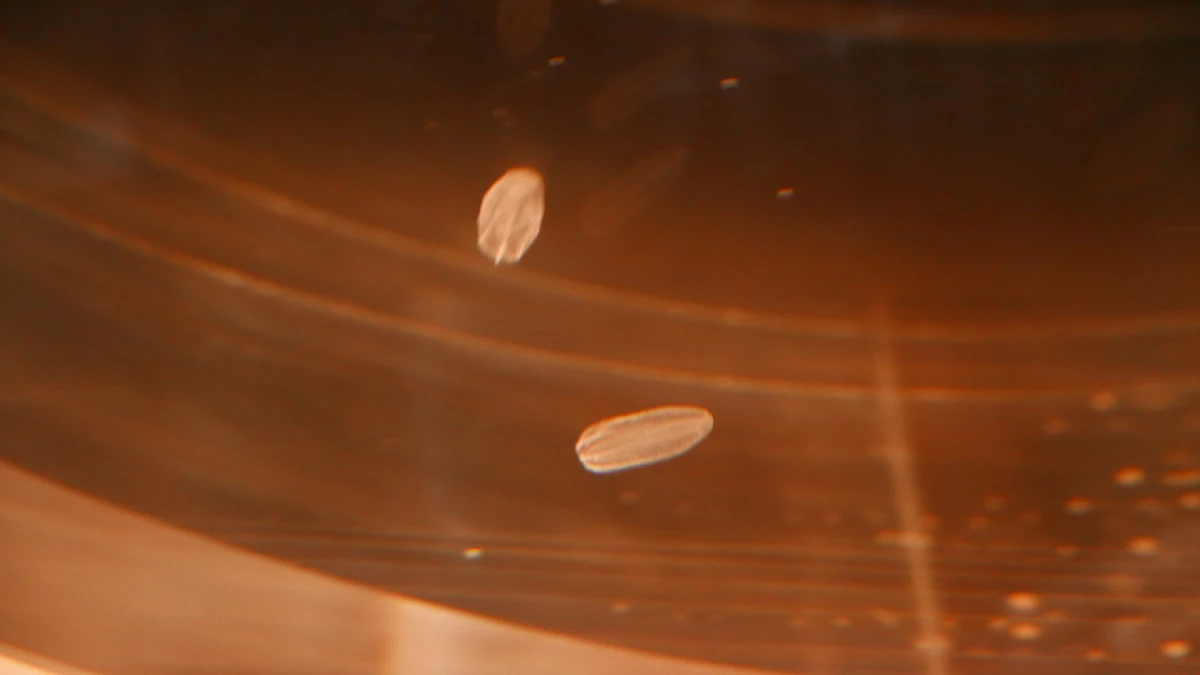 Pink Slipper Comb Jelly | NatureRules1 Wiki | Fandom