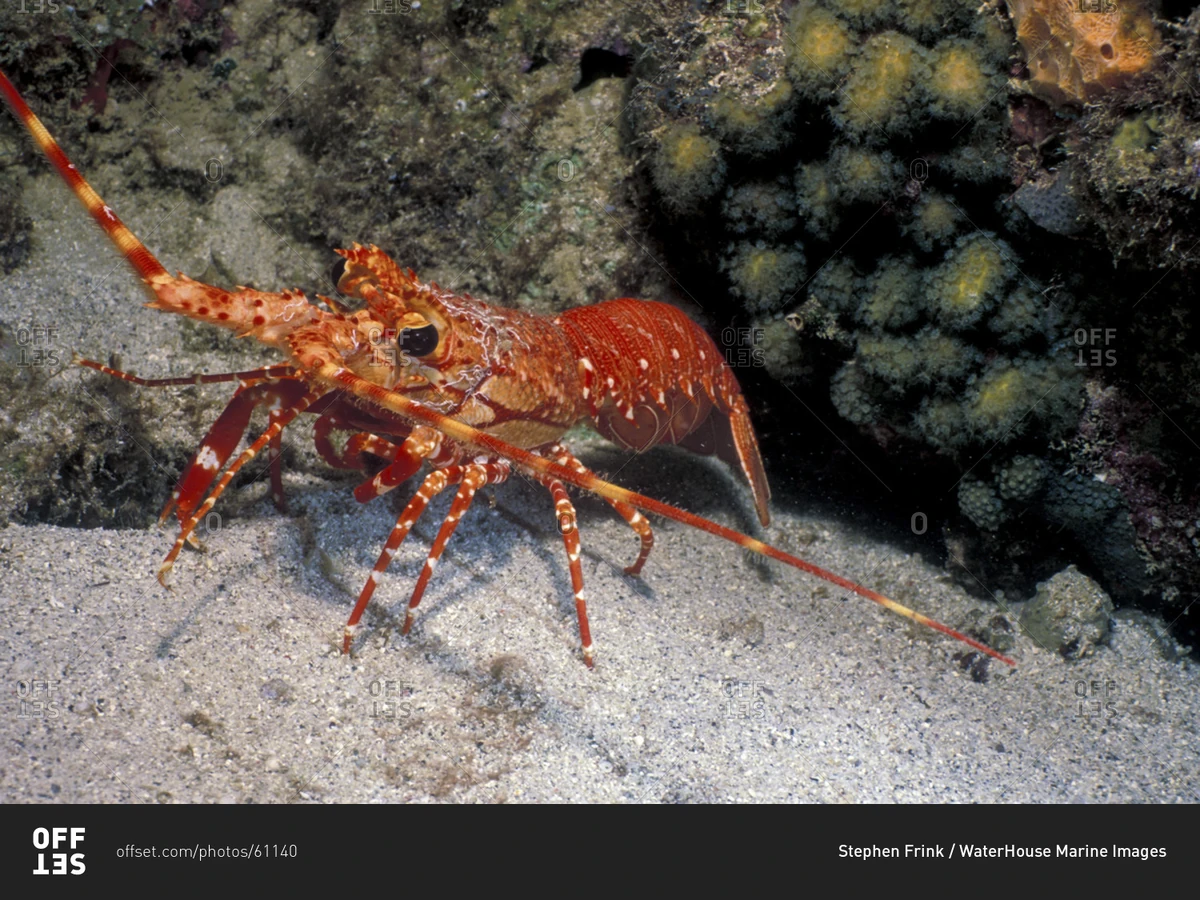 Red Banded Lobster | NatureRules1 Wiki | Fandom