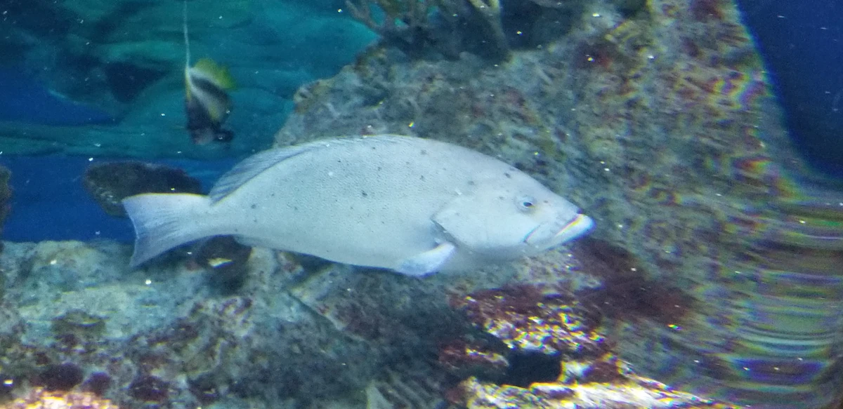 Speckled Blue Grouper | NatureRules1 Wiki | Fandom