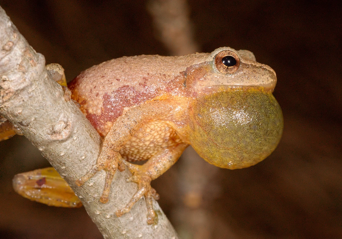 Spring Peeper | NatureRules1 Wiki | Fandom