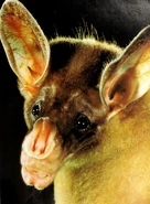 Spectral Bat | NatureRules1 Wiki | Fandom