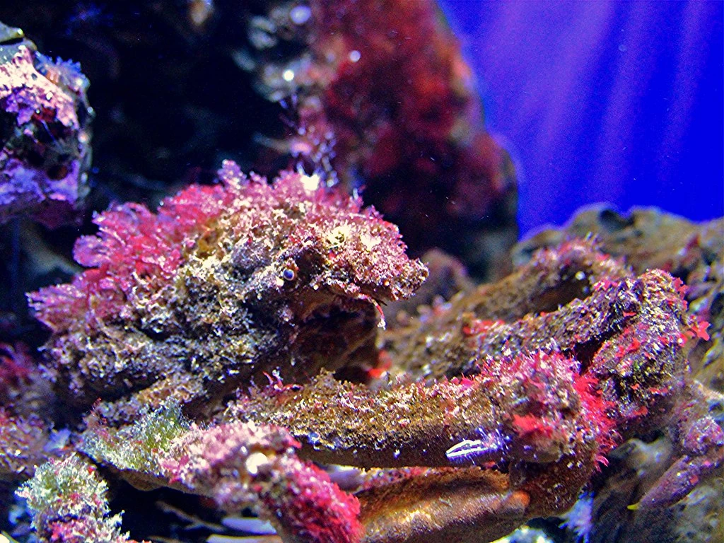 Graceful Decorator Crab | NatureRules1 Wiki | Fandom