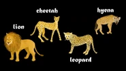 African Leopard | NatureRules1 Wiki | Fandom