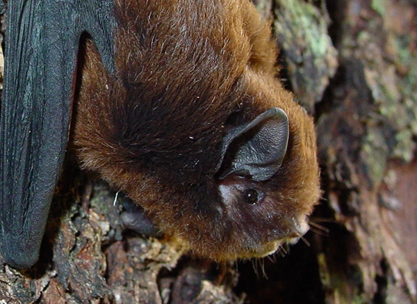 New Zealand Long-tailed Bat | NatureRules1 Wiki | Fandom