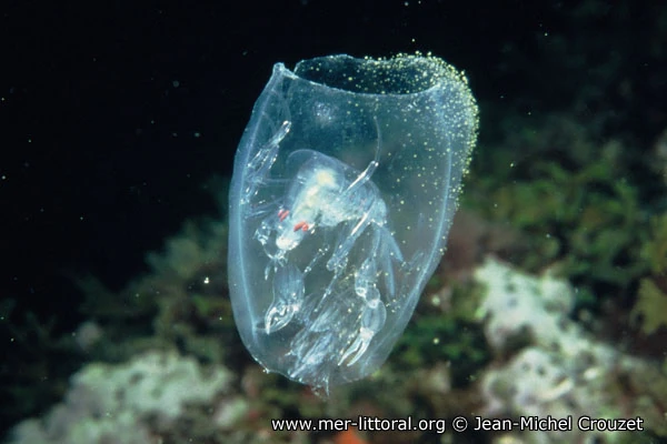 Parasitic Hyperiid Amphipod | NatureRules1 Wiki | Fandom