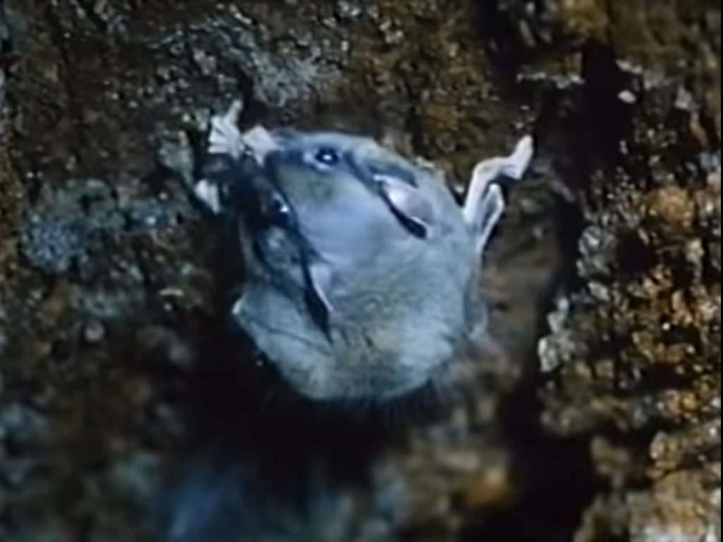 Scaly Tailed Flying Squirrel