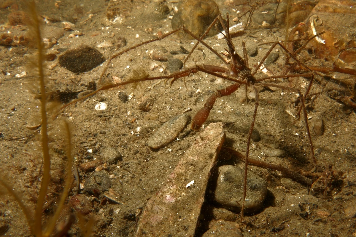 Slender Spider Crab | NatureRules1 Wiki | Fandom