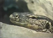 Asian Water Monitor | NatureRules1 Wiki | Fandom