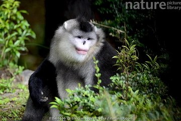 Snub Nosed Monkey Angry