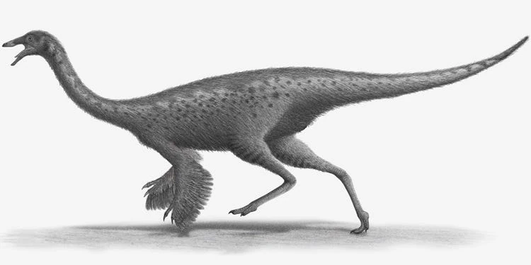 Category:Ornithomimids | NatureRules1 Wiki | Fandom