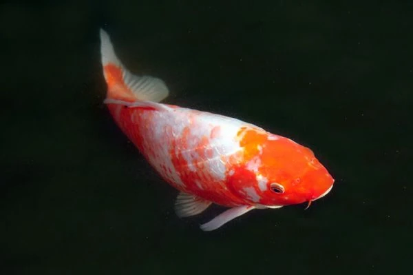 Koi | NatureRules1 Wiki | Fandom