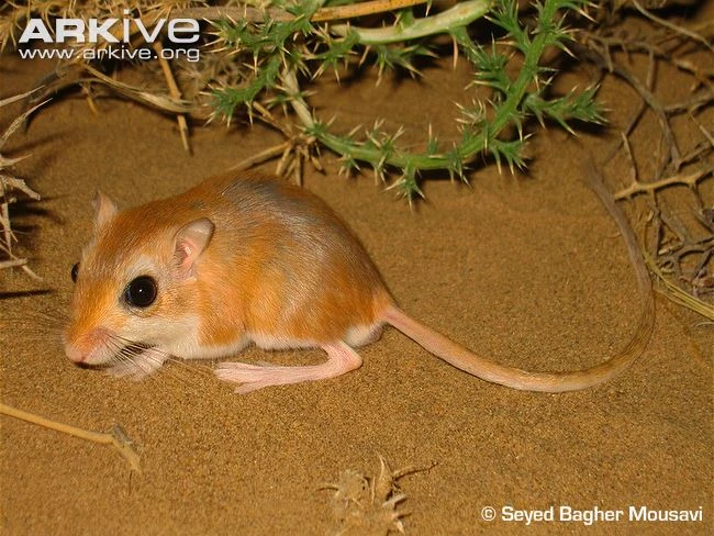 Cheesman's Gerbil | NatureRules1 Wiki | Fandom