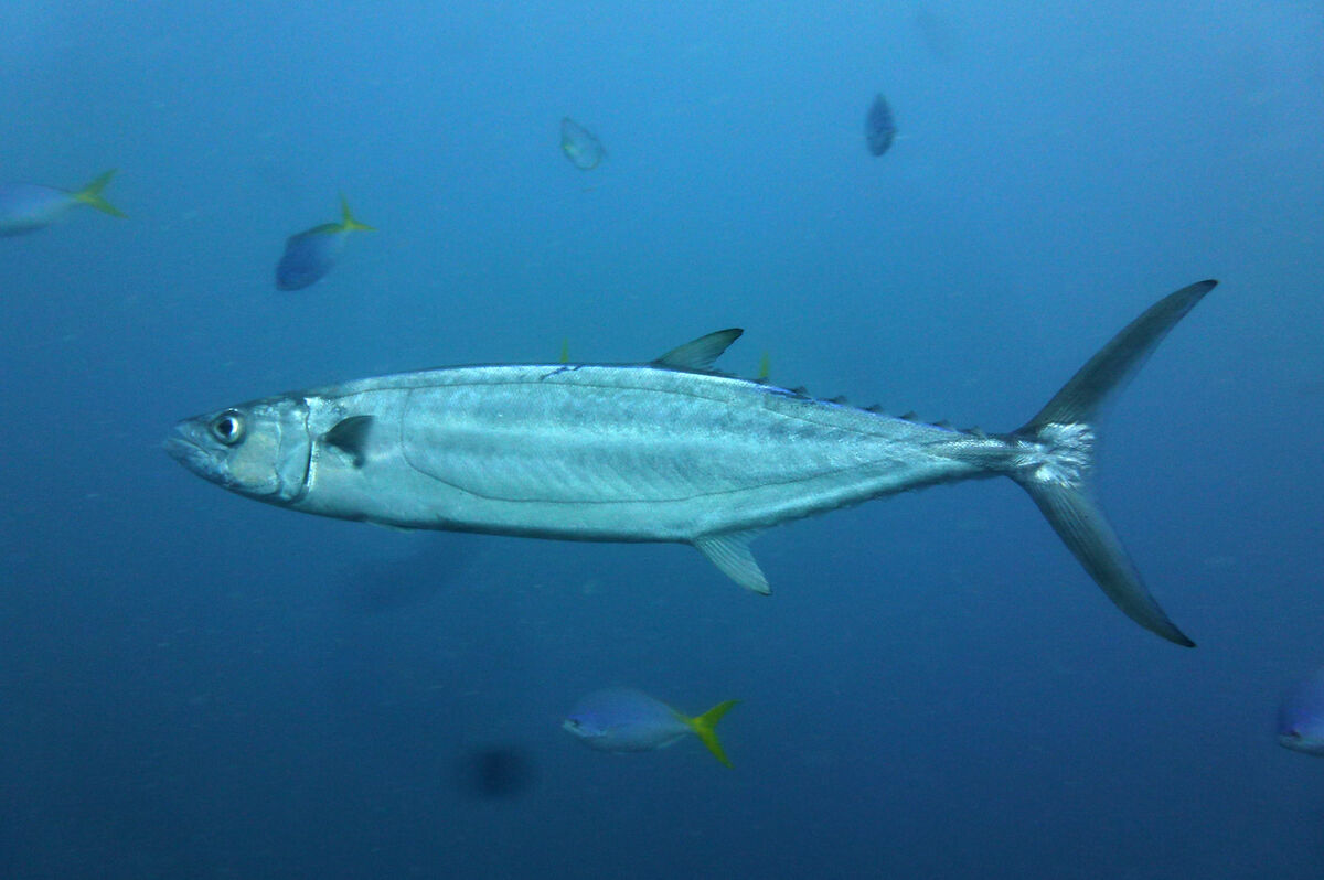 Shark Mackerel Naturerules1 Wiki Fandom