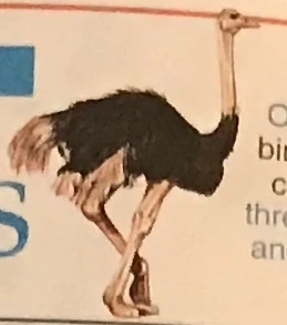 Common Ostrich/Books | NatureRules1 Wiki | Fandom