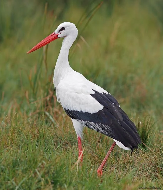 White Stork | NatureRules1 Wiki | Fandom