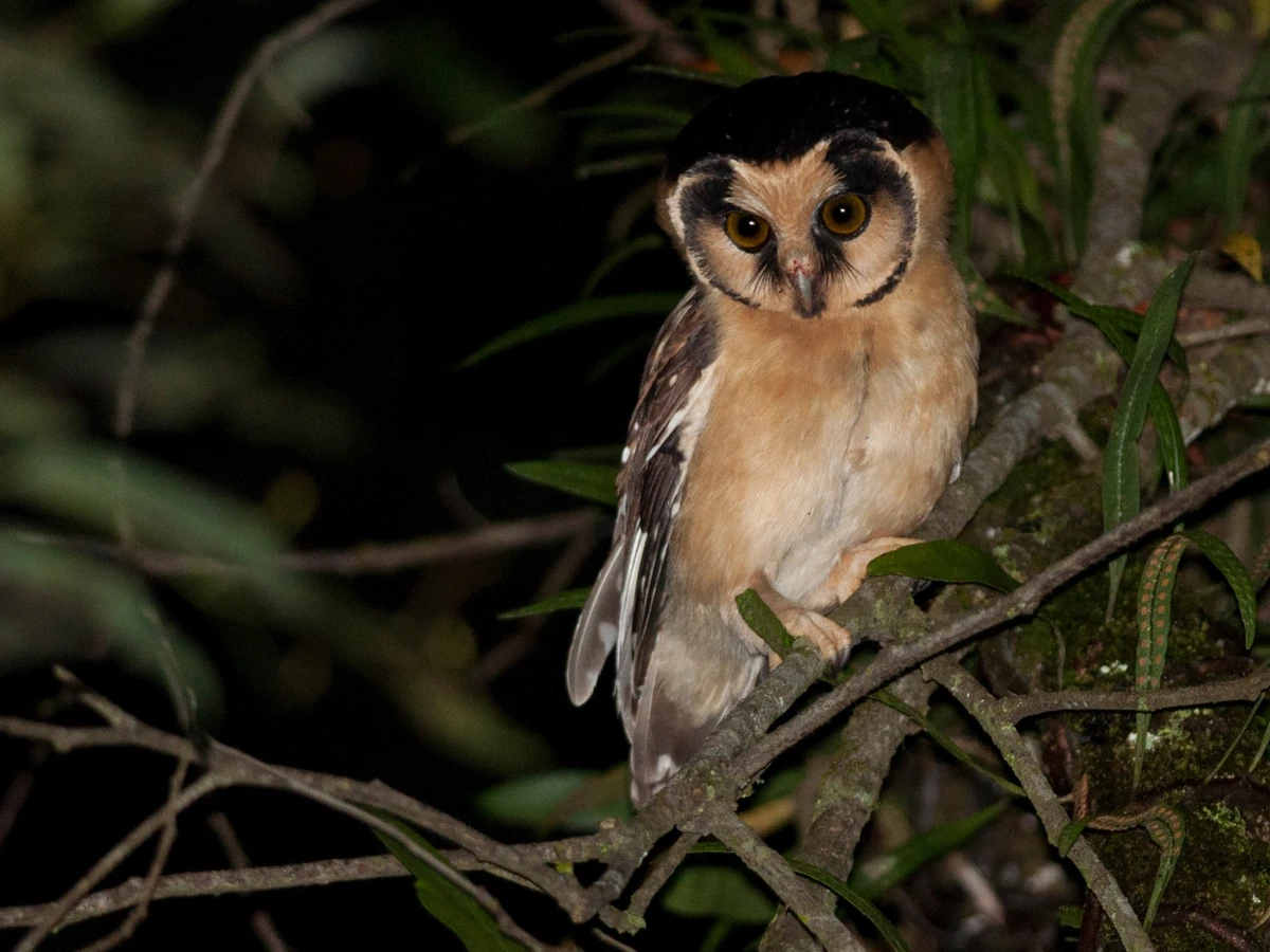 Buff-fronted Owl | NatureRules1 Wiki | Fandom