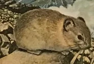 American Pika | NatureRules1 Wiki | Fandom