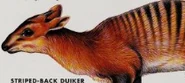 Zebra Duiker | NatureRules1 Wiki | Fandom