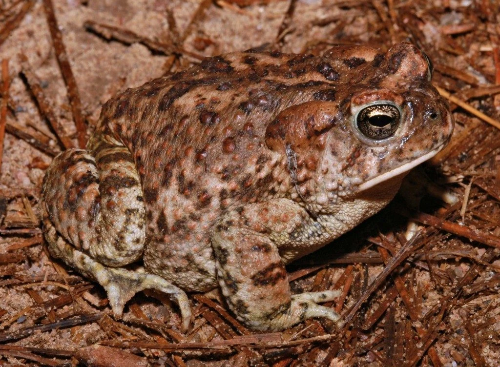 Arizona Toad | NatureRules1 Wiki | Fandom