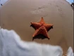 Finding Nemo | NatureRules1 Wiki | Fandom