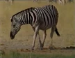 Savanna | NatureRules1 Wiki | Fandom