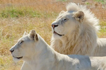 White Lion | NatureRules1 Wiki | Fandom