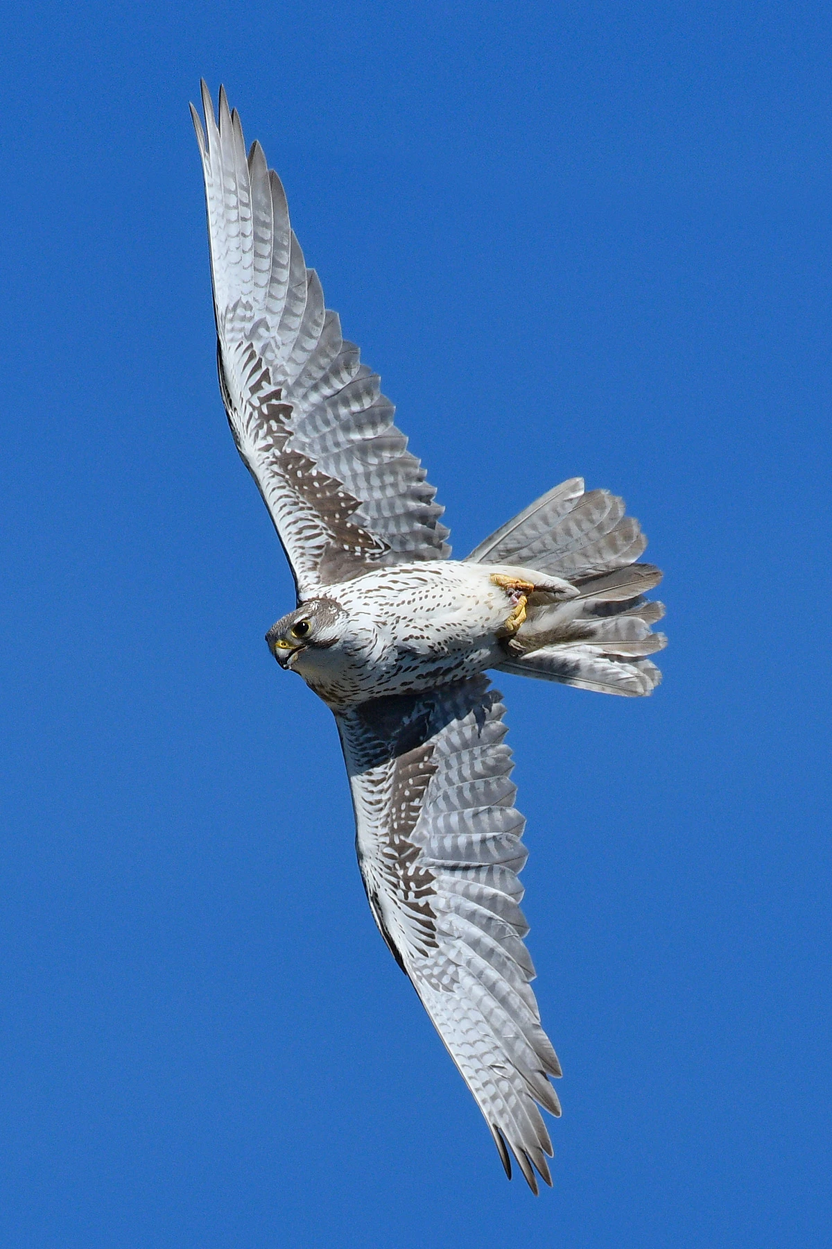 Prairie Falcon | NatureRules1 Wiki | Fandom