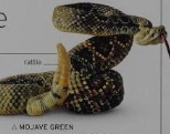 Mojave Green Rattlesnake | NatureRules1 Wiki | Fandom