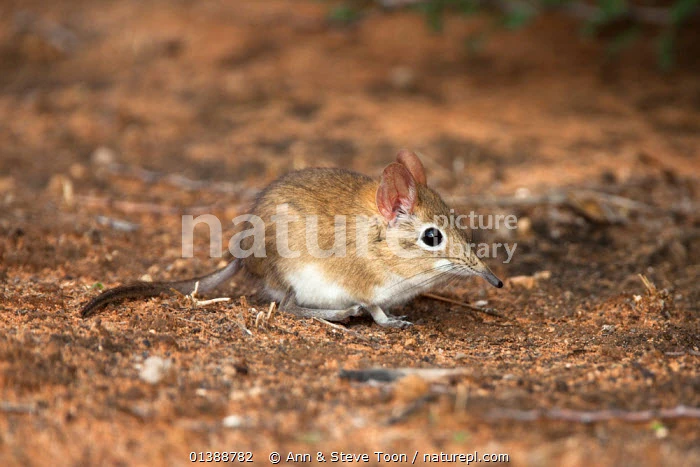 Bushveld Sengi | NatureRules1 Wiki | Fandom