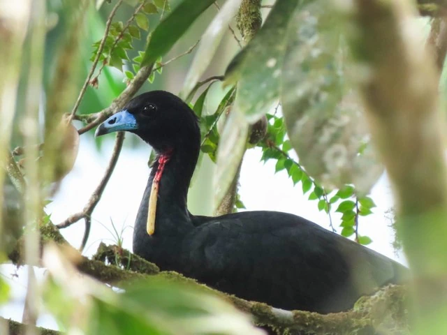 Wattled Guan | NatureRules1 Wiki | Fandom