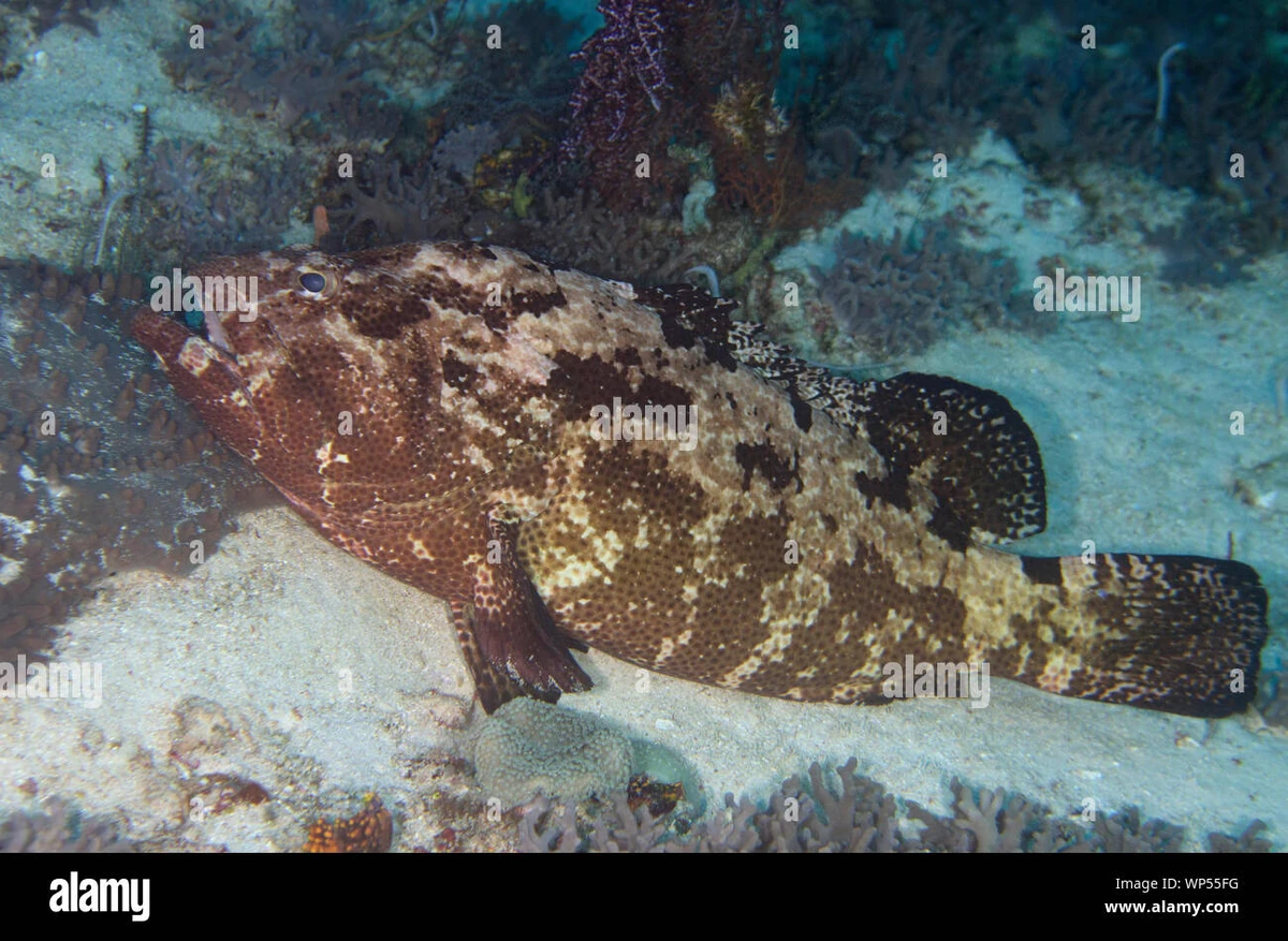 Brown-marbled Grouper | NatureRules1 Wiki | Fandom