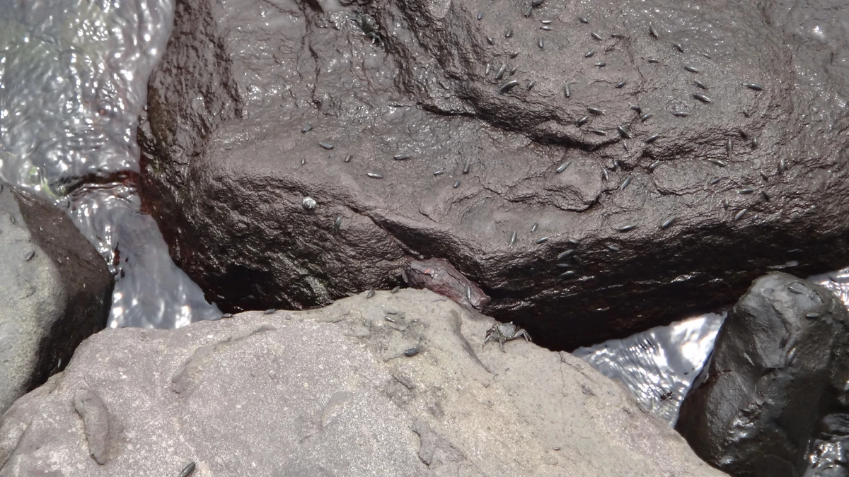 Common Sea Slater | NatureRules1 Wiki | Fandom