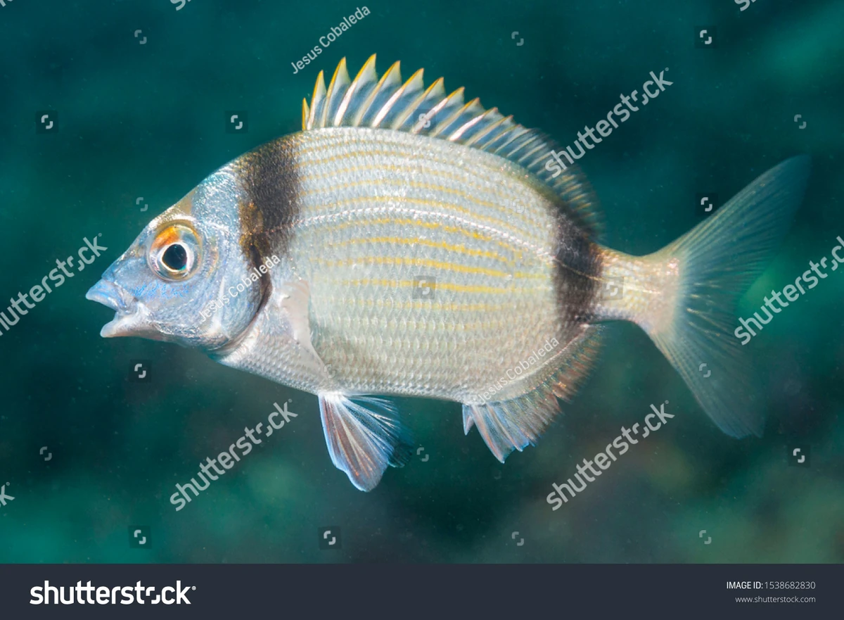 Common Two-banded Seabream | NatureRules1 Wiki | Fandom