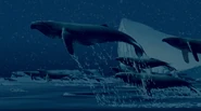 Humpback Whale | NatureRules1 Wiki | Fandom