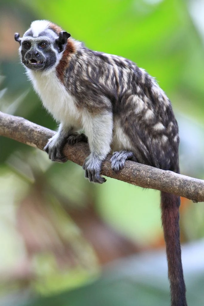 Geoffroy's Tamarin | NatureRules1 Wiki | Fandom