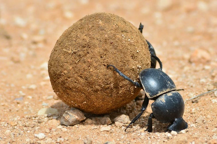 Dung Beetle | NatureRules1 Wiki | Fandom