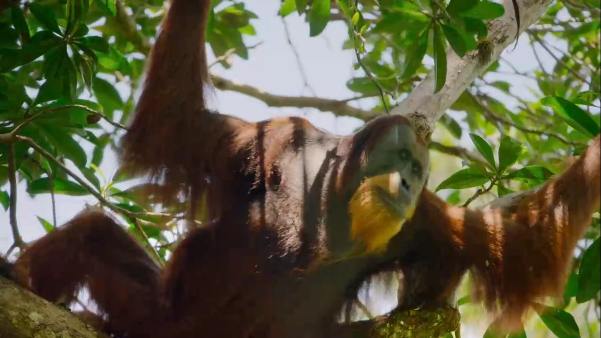 Absolutely Apes | NatureRules1 Wiki | Fandom