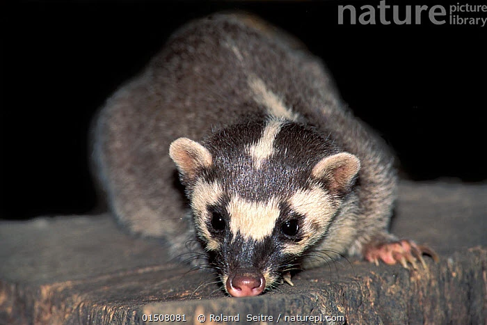 Burmese Ferret-badger | NatureRules1 Wiki | Fandom
