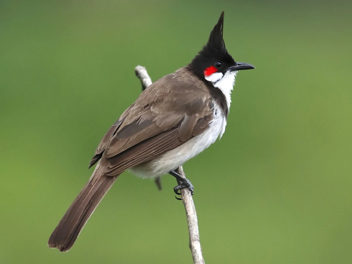 Category:Bulbuls | NatureRules1 Wiki | Fandom