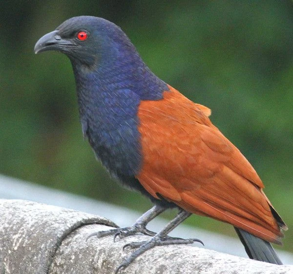 Greater Coucal | NatureRules1 Wiki | Fandom
