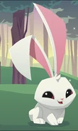Domestic Rabbit | NatureRules1 Wiki | Fandom