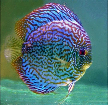 Purple Discus Fish