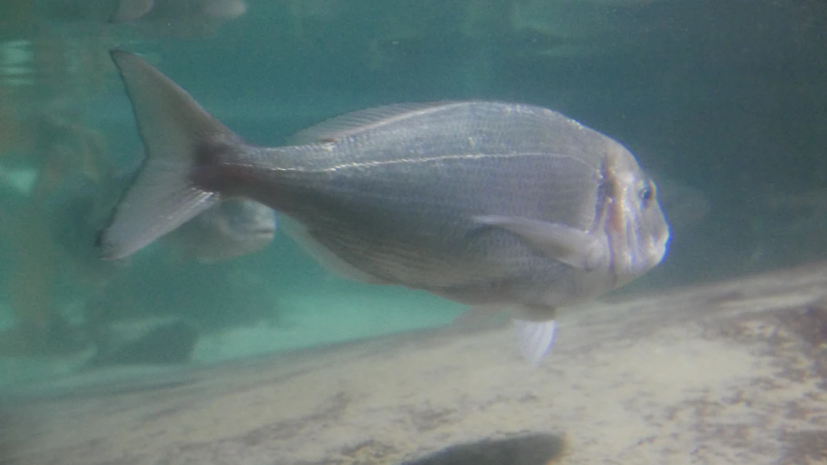 Gilt-head Bream | NatureRules1 Wiki | Fandom