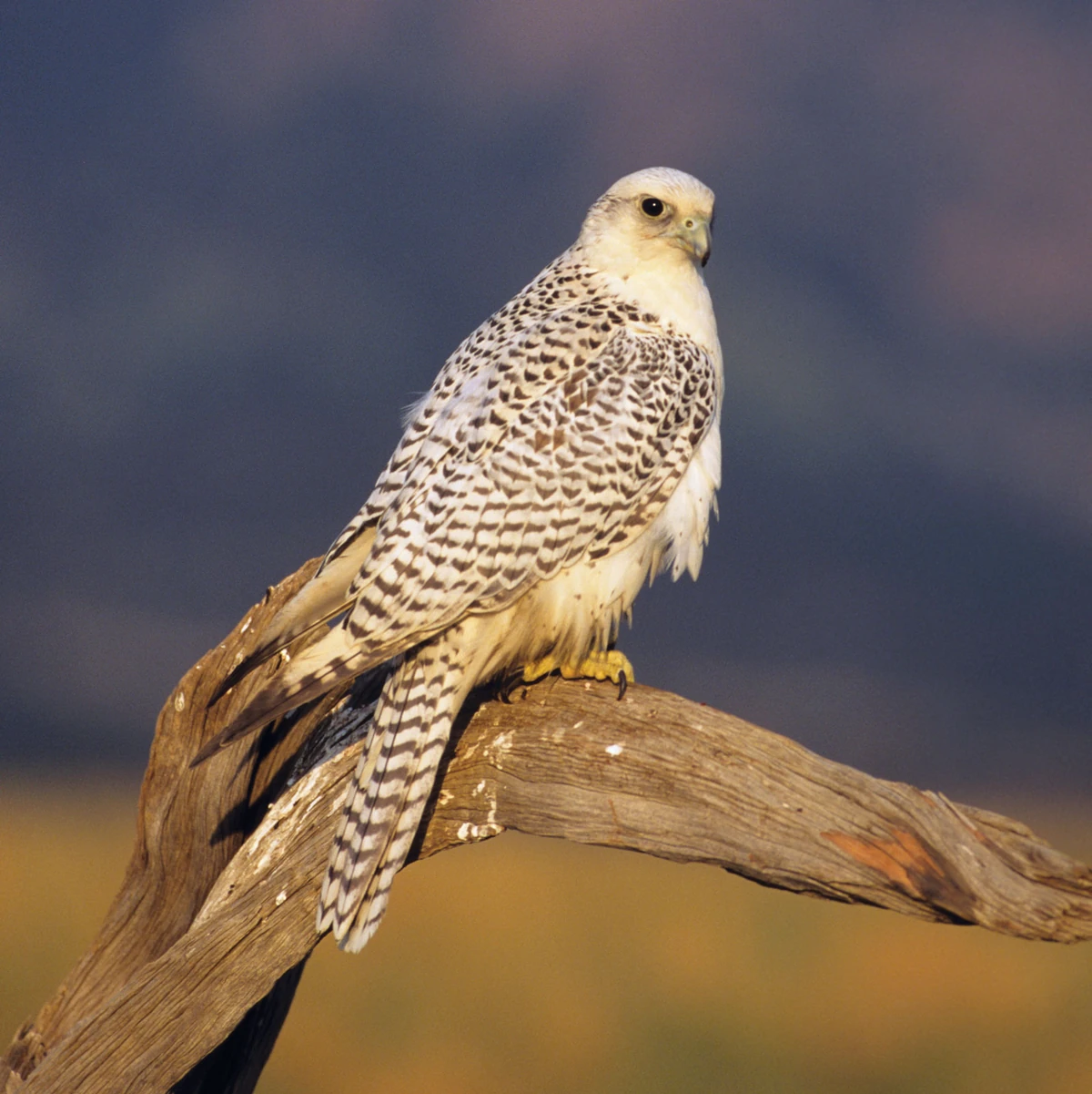 Gyrfalcon | NatureRules1 Wiki | Fandom
