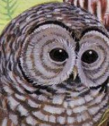 Barred Owl | NatureRules1 Wiki | Fandom