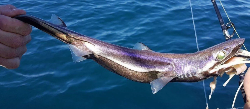 Slendertail Lanternshark | NatureRules1 Wiki | Fandom